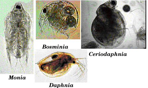 Differences in susceptibility of five cladoceran species to two ...
